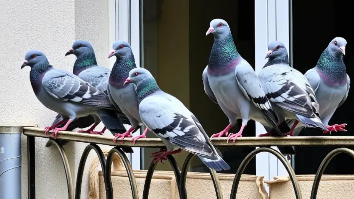 Pigeon Nests in Home: Lucky Charms or Cursed Invaders? – Divinesansar